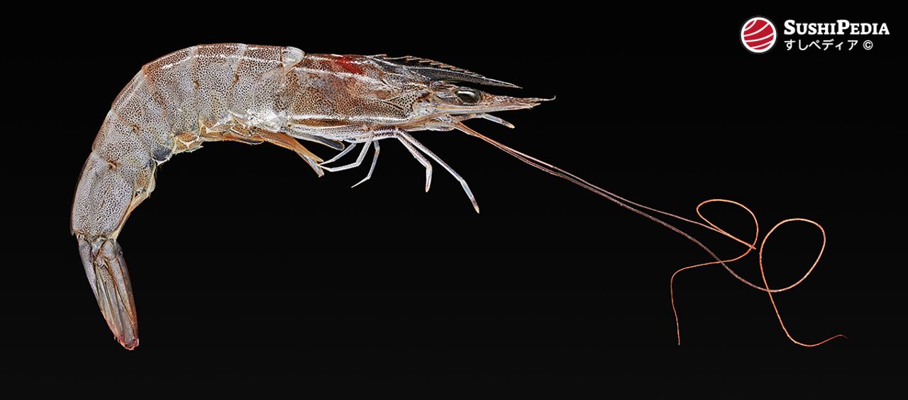 What is Ebi Sushi? — Sushipedia